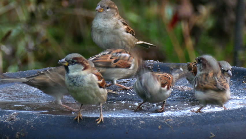 Sparrows Eat Bread Crumbs/birds/Sparrows Stock Footage Video 8282845 ...