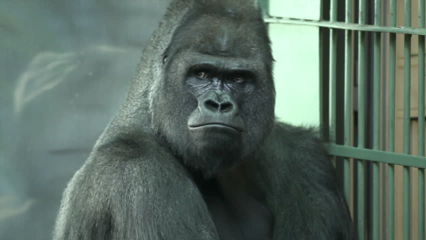 Largest Silverback Gorilla Ever