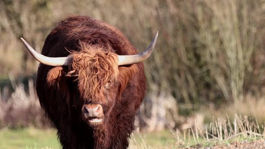 Cattle Meaning