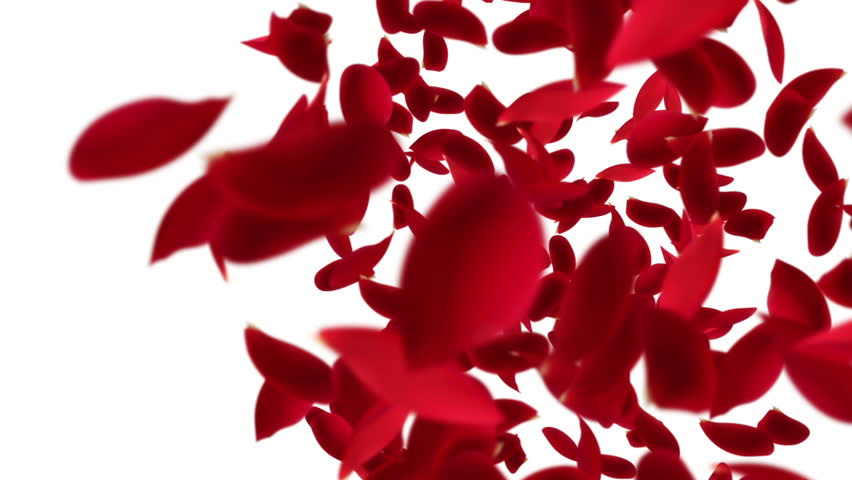 Rose Petals Swept Away By Wind , Cg Simulation Stock Footage Video ...