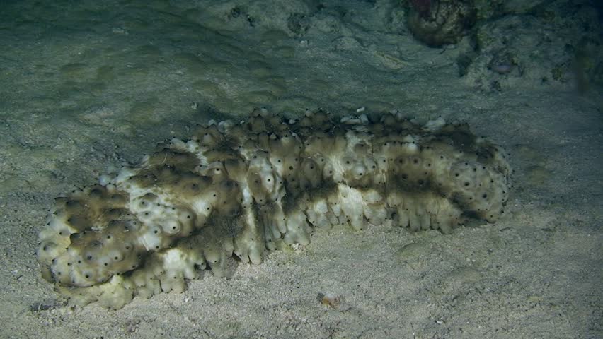 Invertebrate Echinoderm Variegated Sea Cucumber (Stichopus Variegatus ...