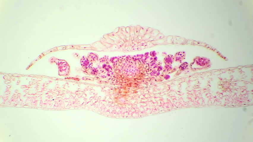 Slice Fern Leaf Under A Microscope, (Fern Leaf Sec.), Full HD Stock ...