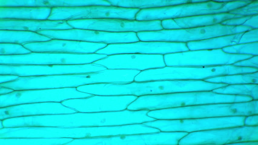 Alliuma Epidermis Under The Microscope (Allium Seale Epidermis W.M ...