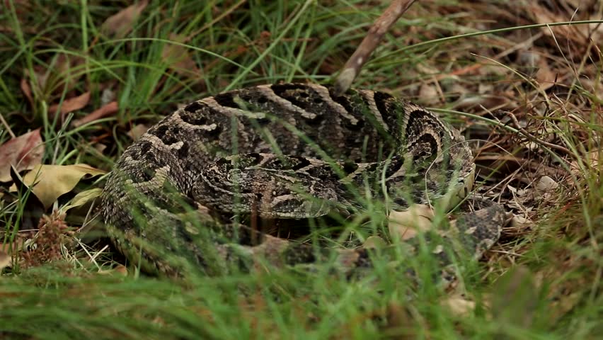 Puff-adder Crawling In The Grass Ready To Attack Stock Footage Video ...