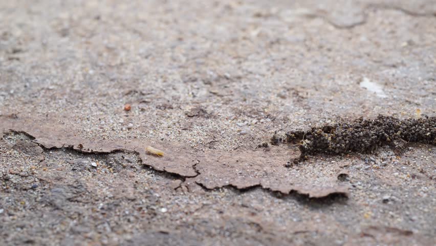 Time Lapse - Termite Making Their Route Or Mud Tunnel (Tube Of ...